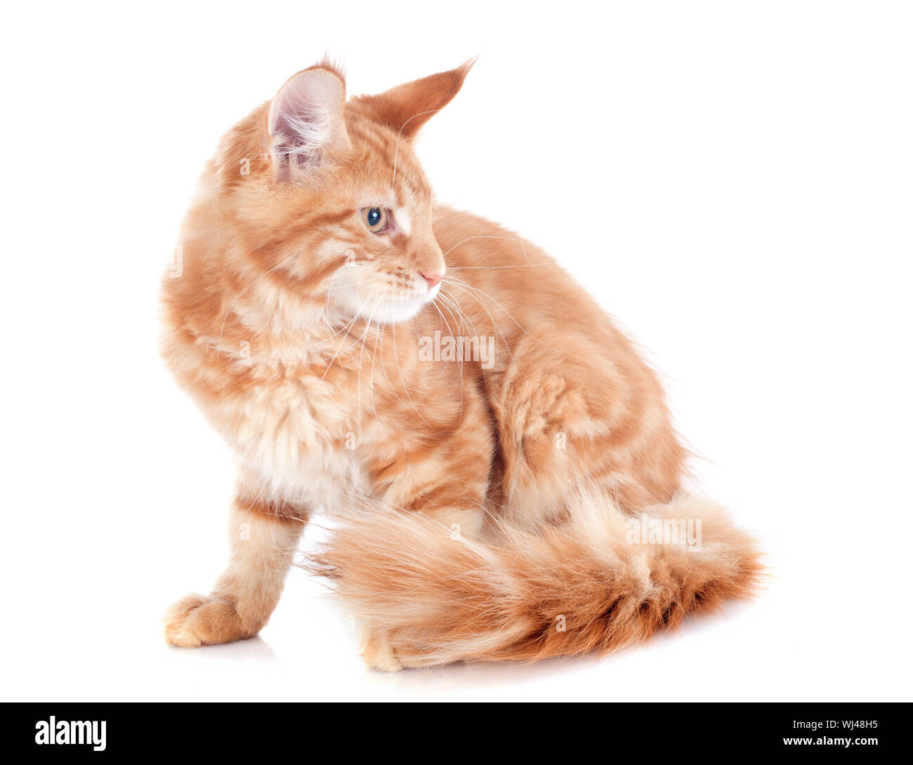 portrait of a purebred maine coon kitten, four month old, on a white ...