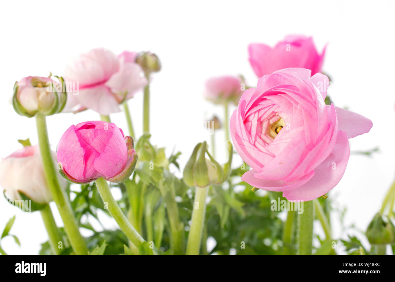 pink buttercups in front of white background Stock Photo - Alamy