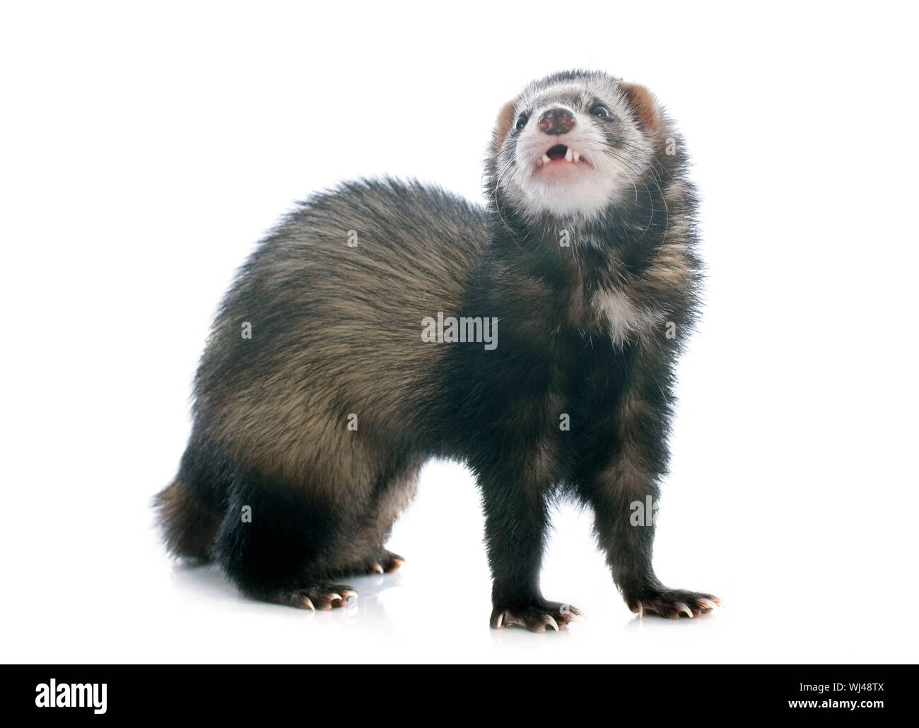 Ferret teeth hi-res stock photography and images - Alamy