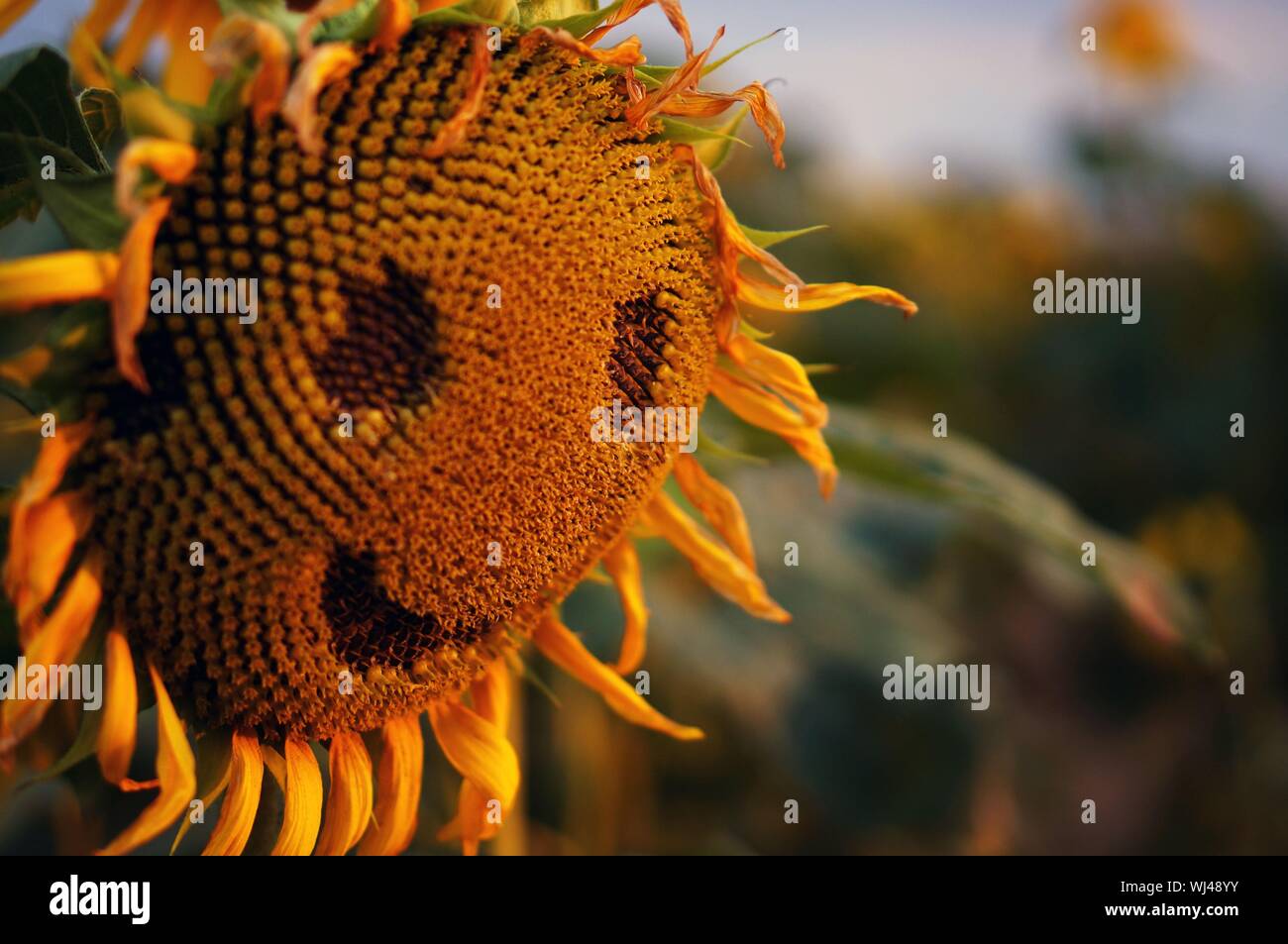 Face in sunflower hi-res stock photography and images - Alamy
