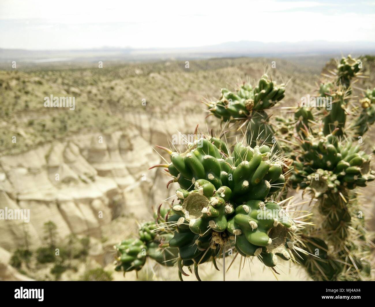 Spikey plant hi-res stock photography and images - Alamy