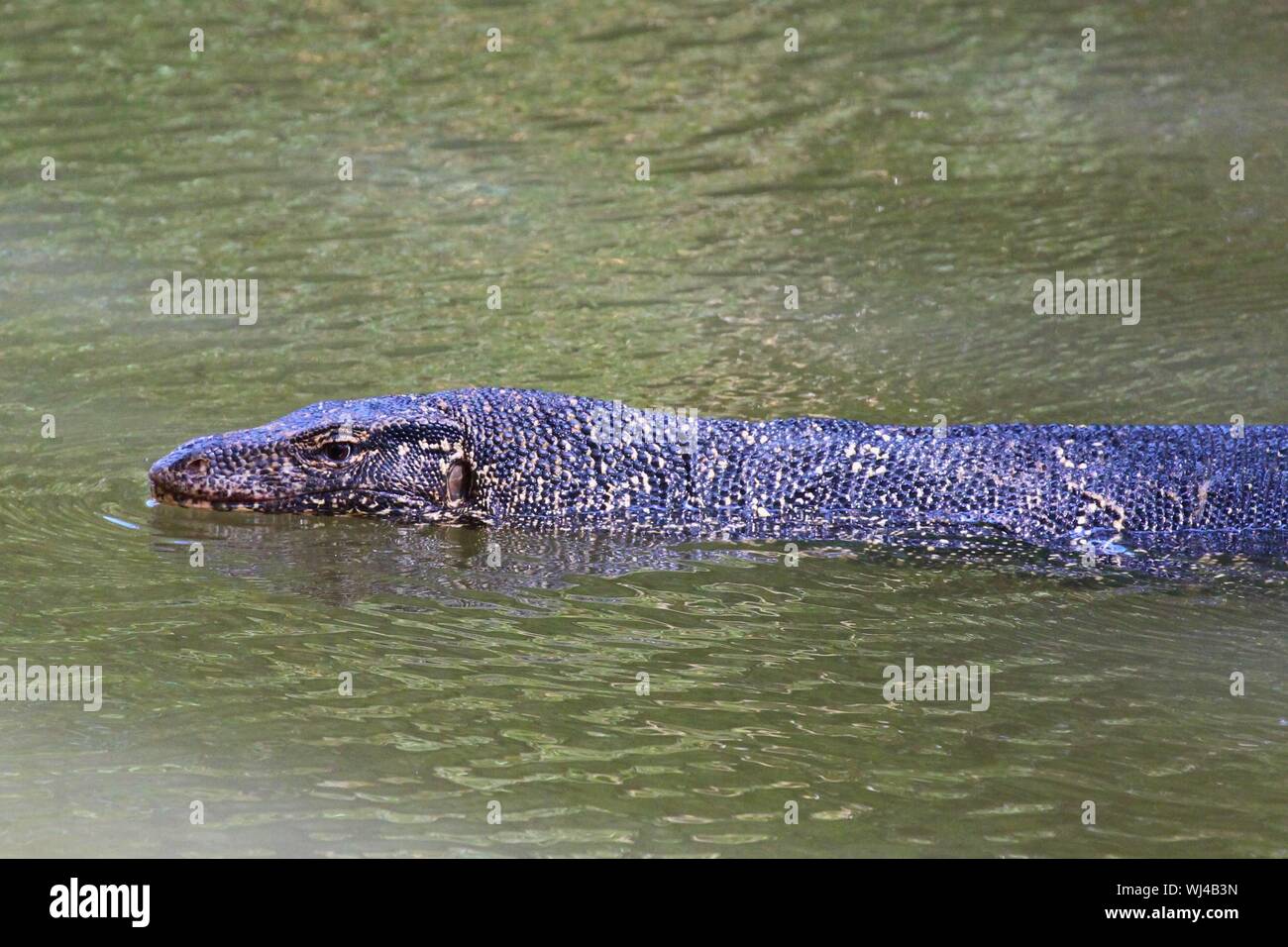 Close up of swimming water monitor hi-res stock photography and images ...