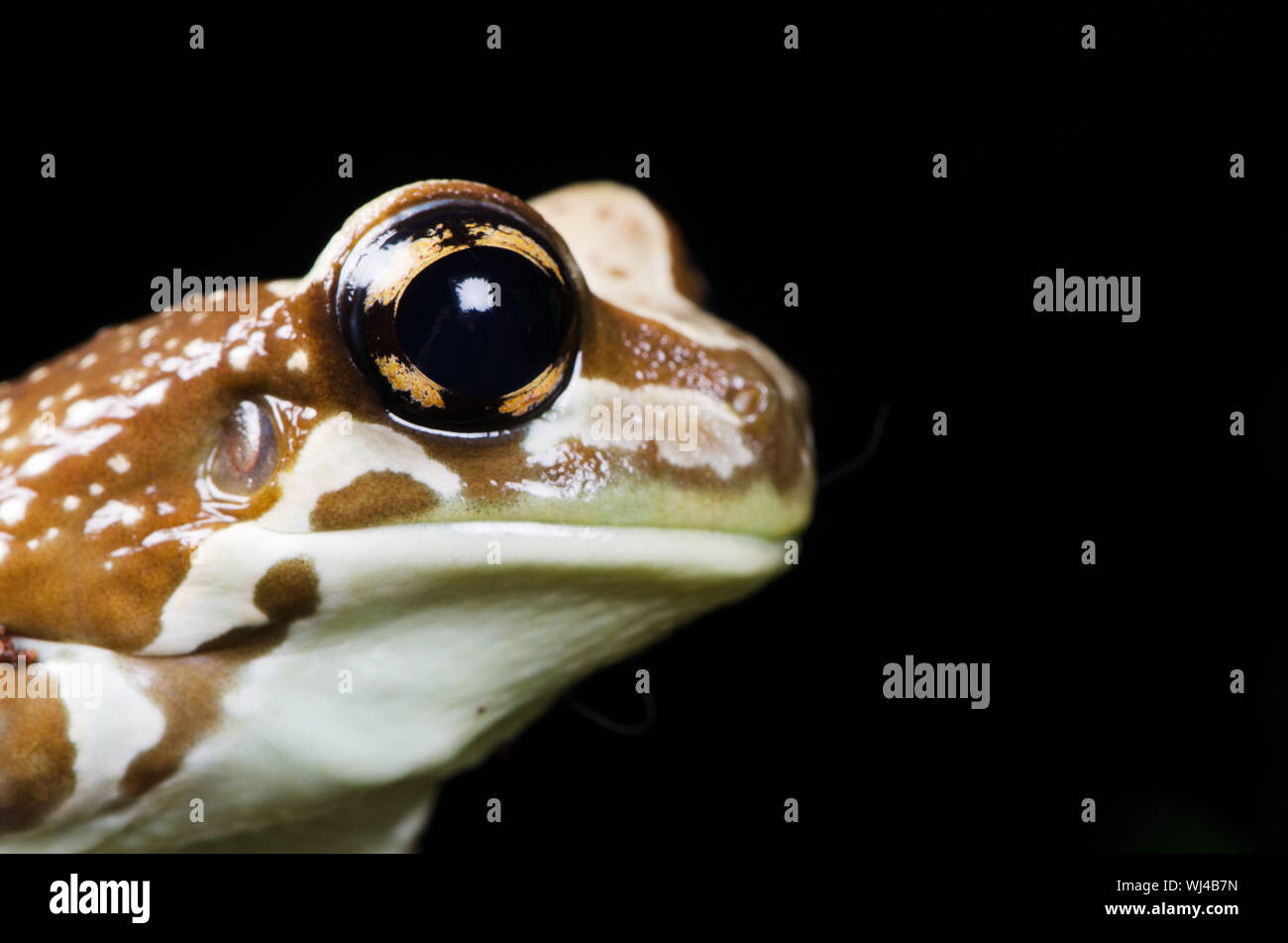 Amazon Milk Frog - Adult (Trachycephalus resinifictrix Stock Photo - Alamy