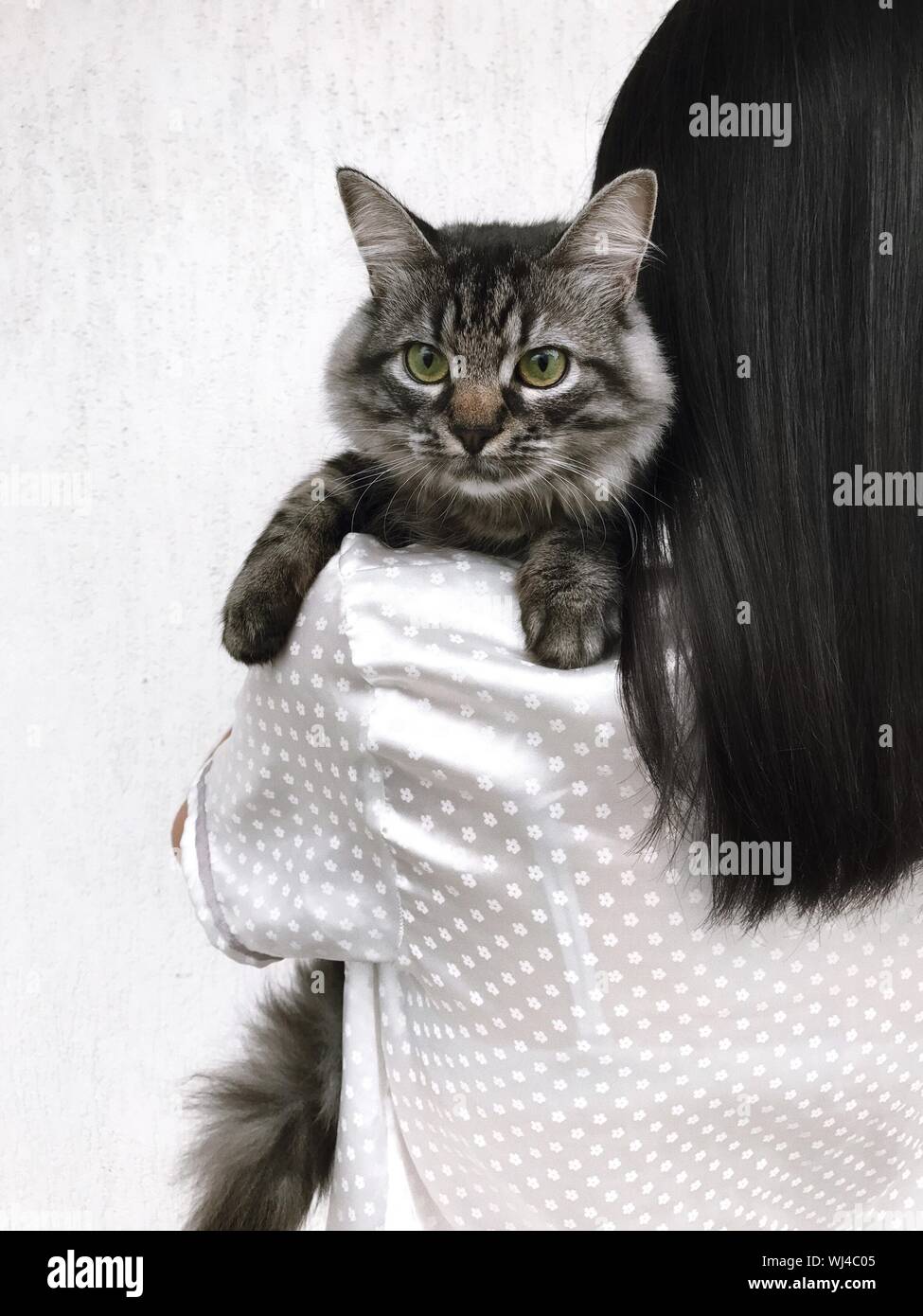 Rear view black cat standing hi-res stock photography and images - Alamy