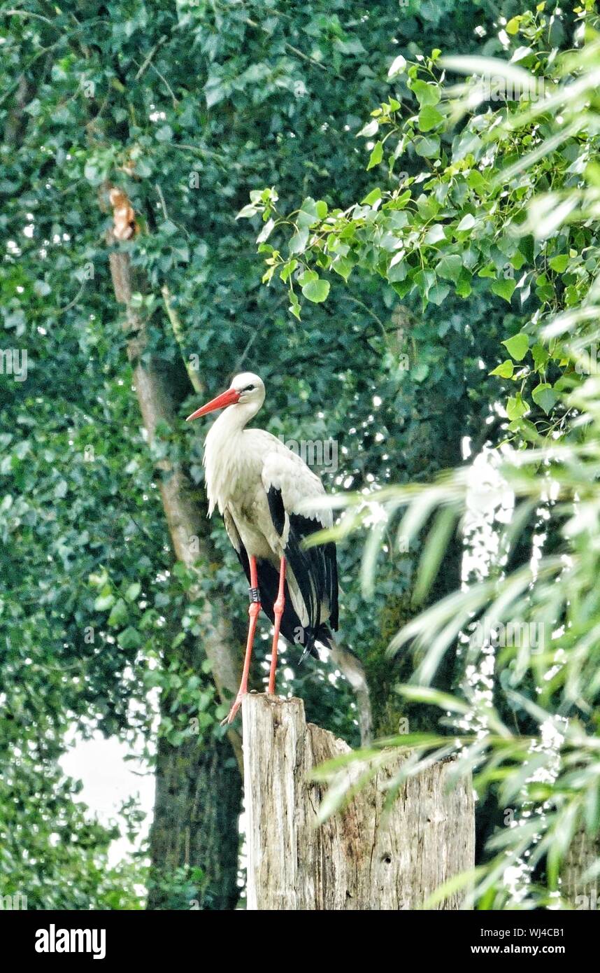 Side View Of A Bird Against Trees Stock Photo - Alamy