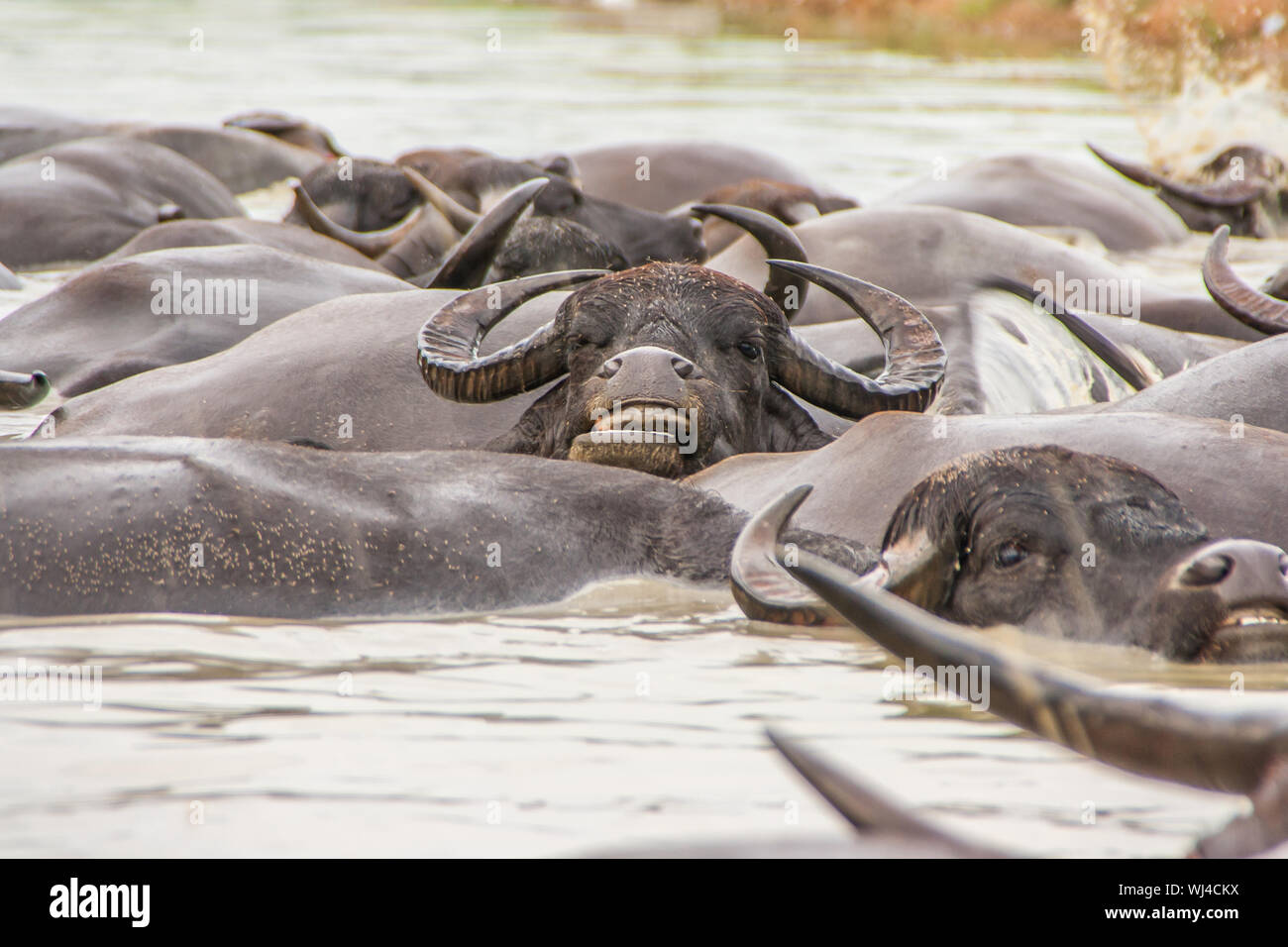 Buffalos in water hi-res stock photography and images - Alamy