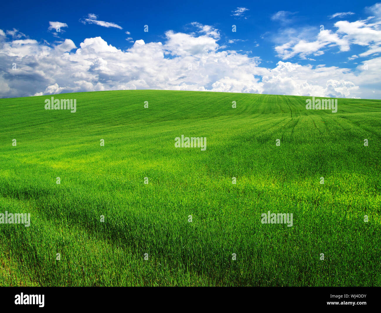 green field and blue sky Stock Photo - Alamy