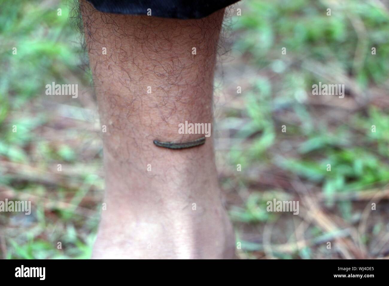 Leech High Resolution Stock Photography and Images - Alamy