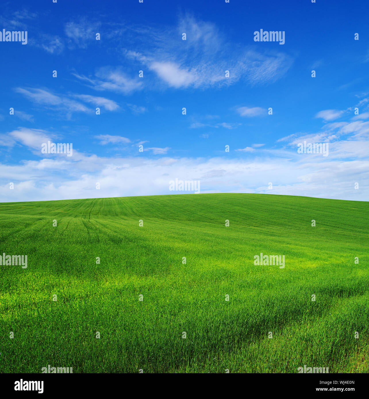 green field and blue sky Stock Photo - Alamy