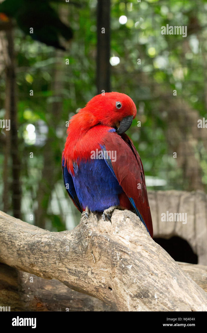 parrot bird sitting on the perch Stock Photo - Alamy