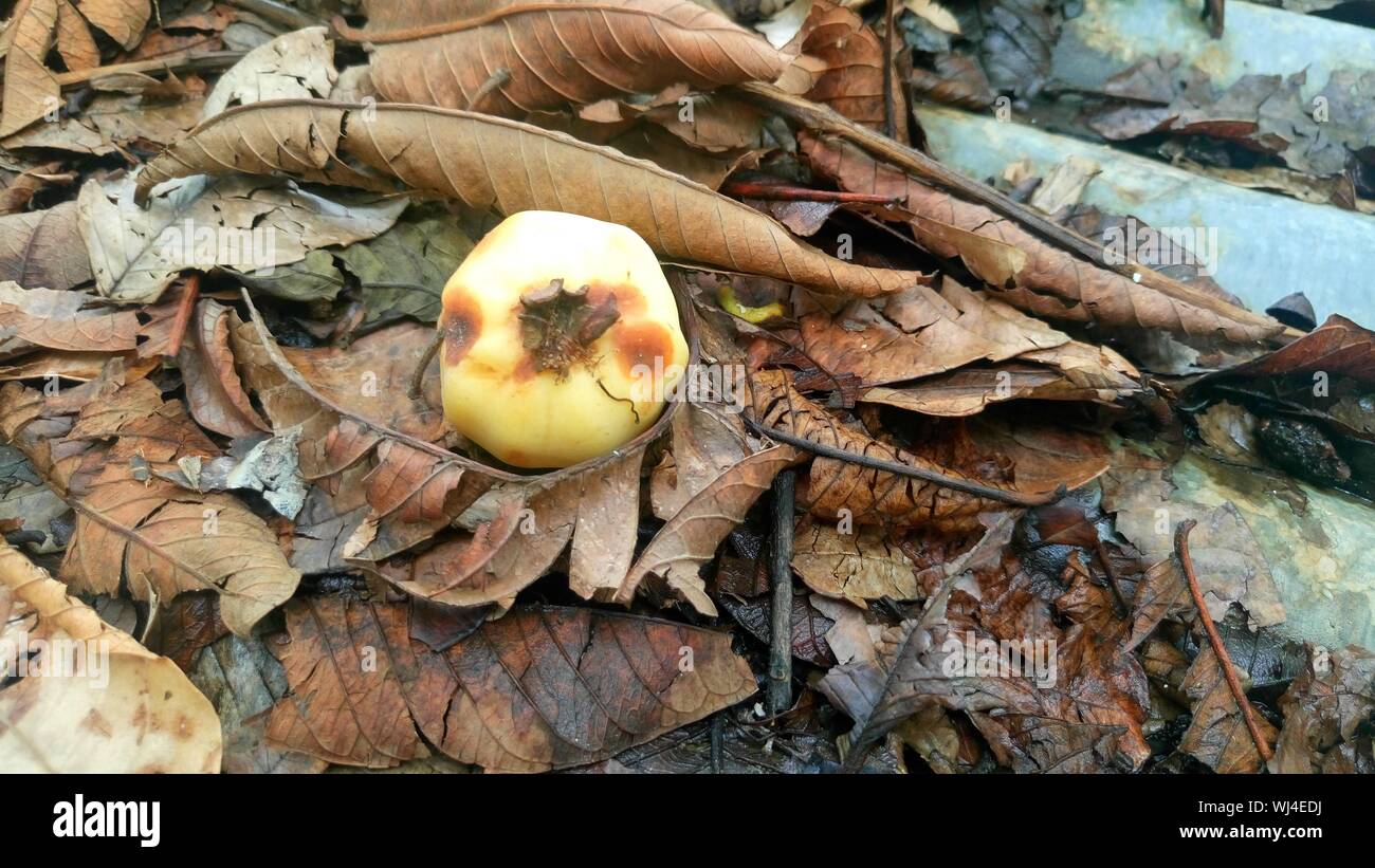Dry guava hi-res stock photography and images - Alamy