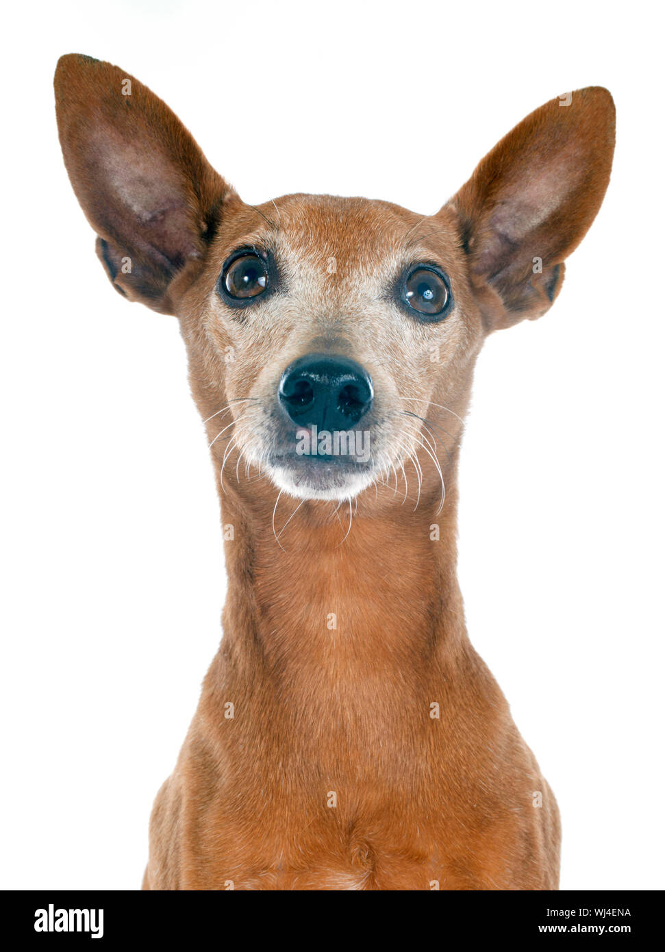 purebred miniature pinscher in front of white background Stock Photo ...