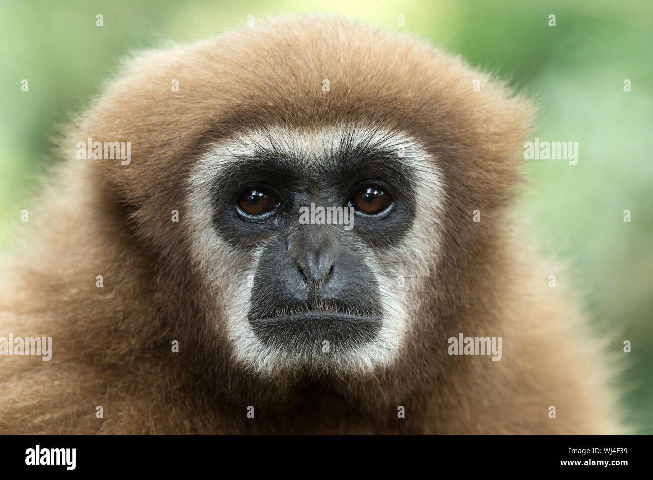Gibbon face hi-res stock photography and images - Alamy