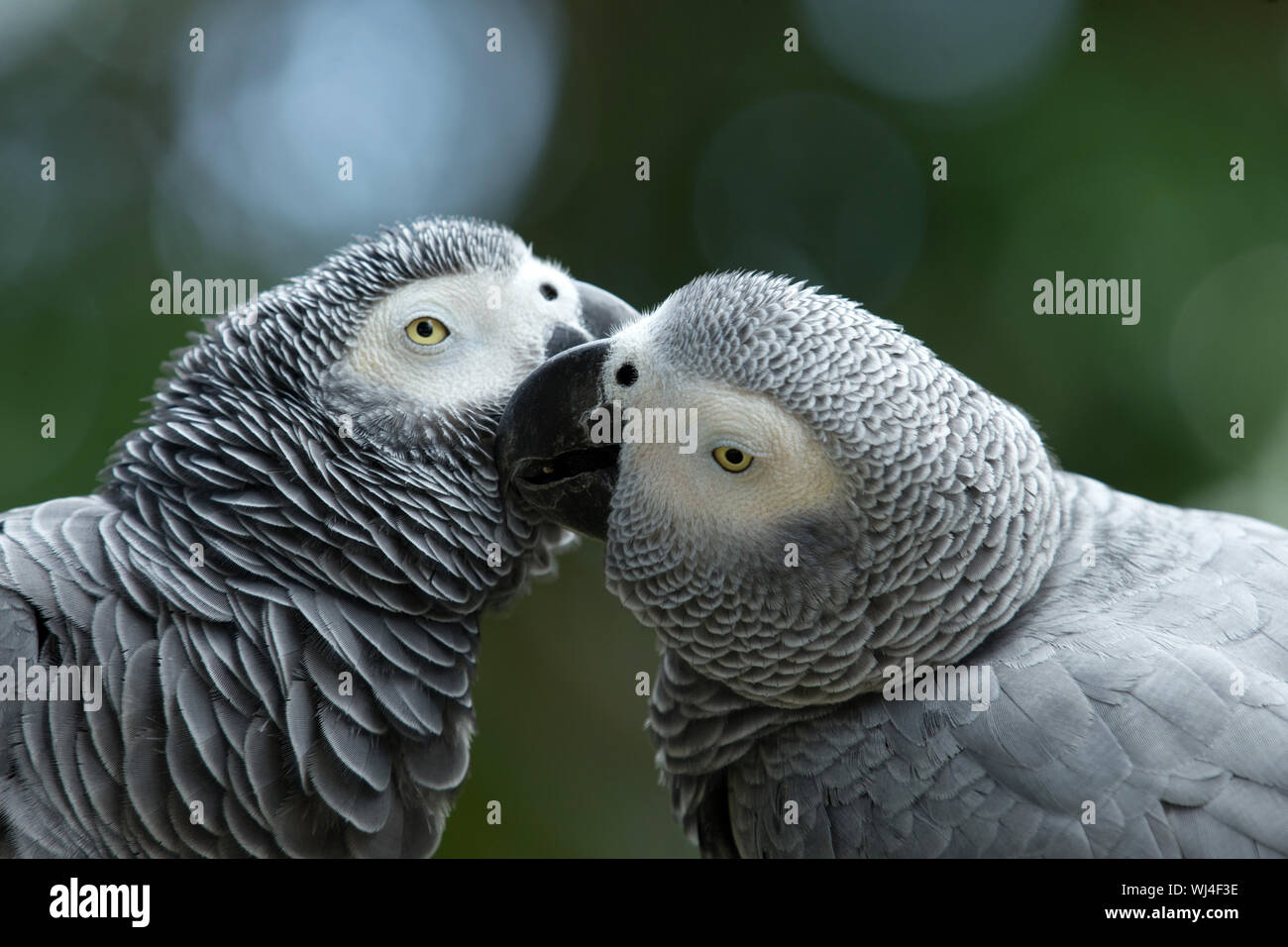 parrot bird sitting on the perch Stock Photo - Alamy