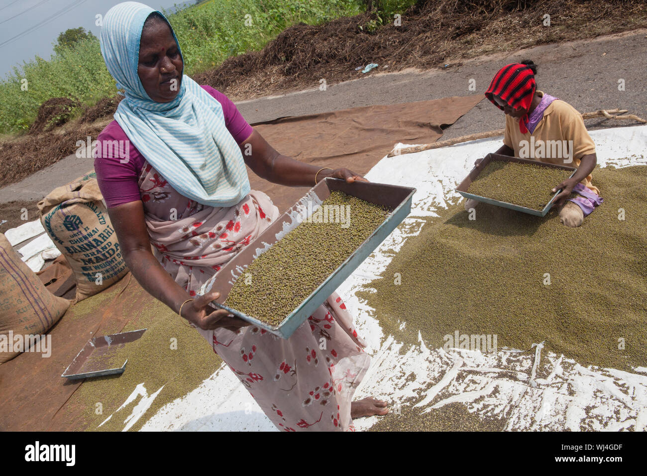 India, Tamil Nadu, Women sifting mustard seeds in rural Tamil Nadu ...