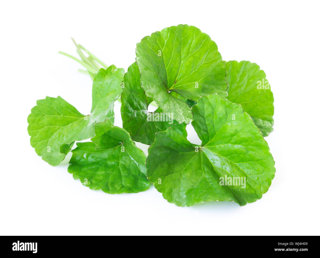 Centella asiatica plant hi-res stock photography and images - Alamy