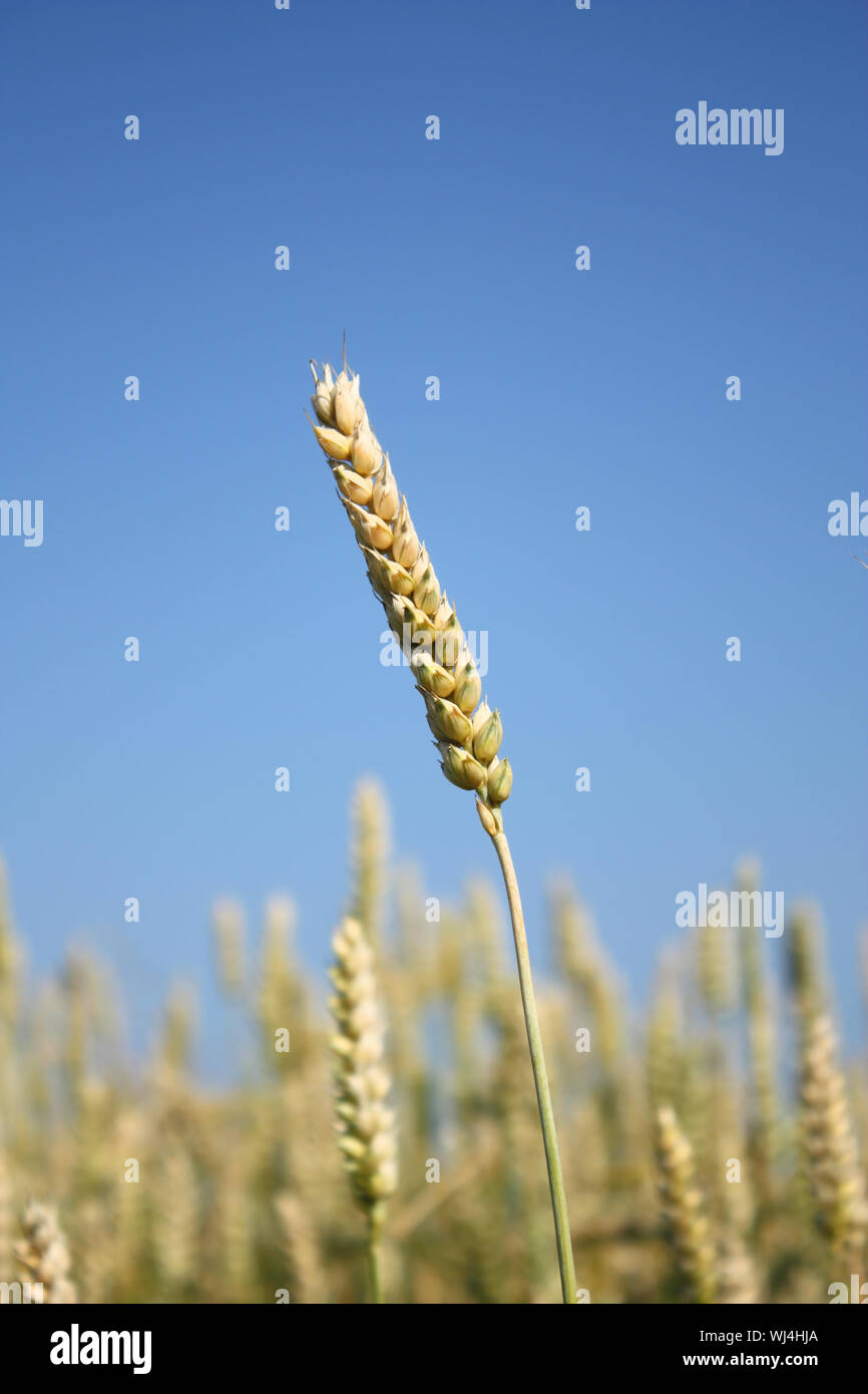 Wheat ear growing on field Stock Photo - Alamy