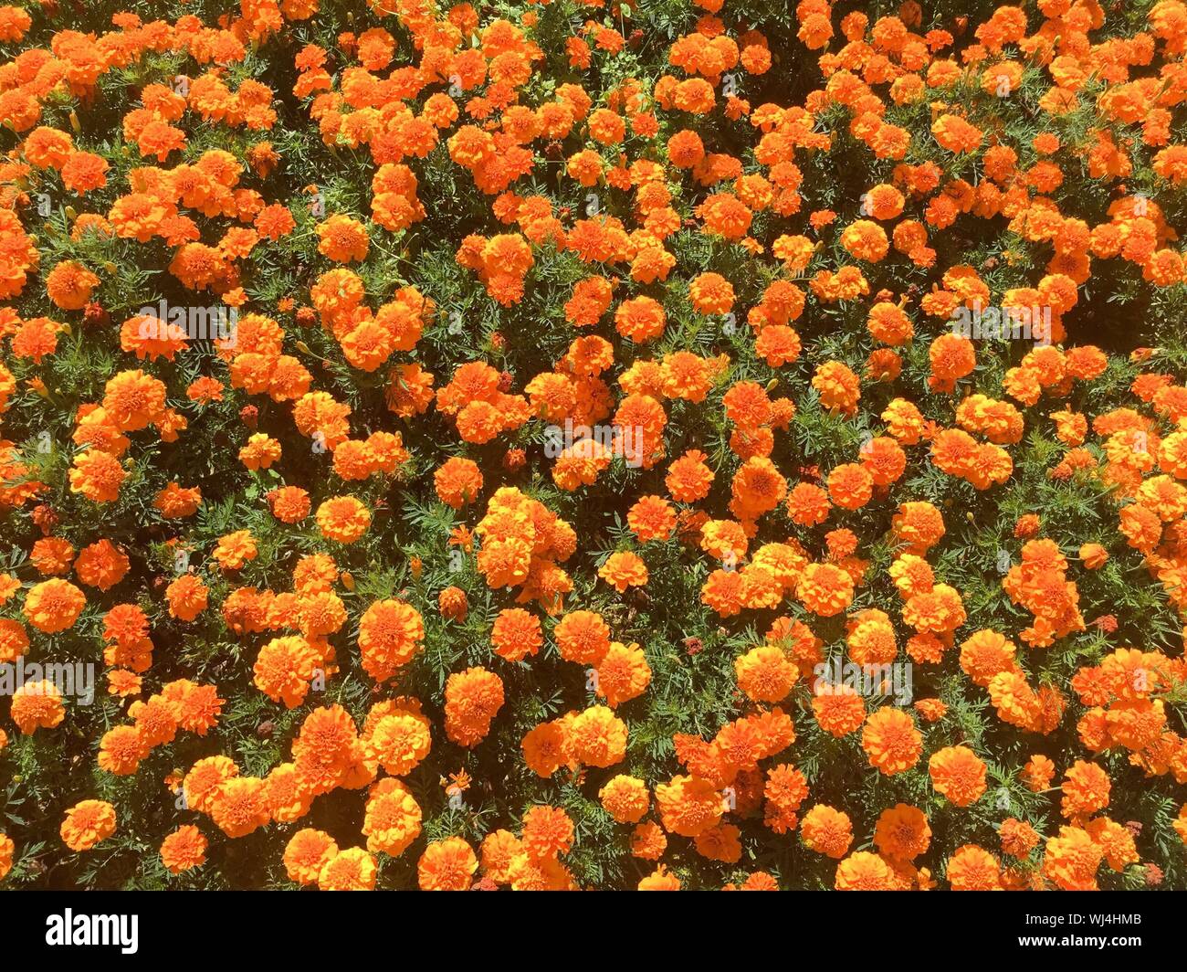 Hieracium High Resolution Stock Photography and Images - Alamy
