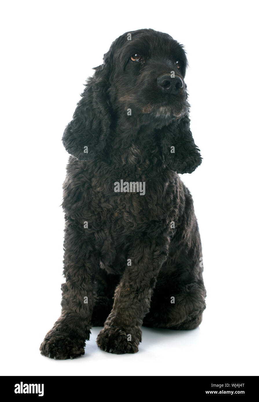 portrait of a purebred english cocker in a studio Stock Photo - Alamy
