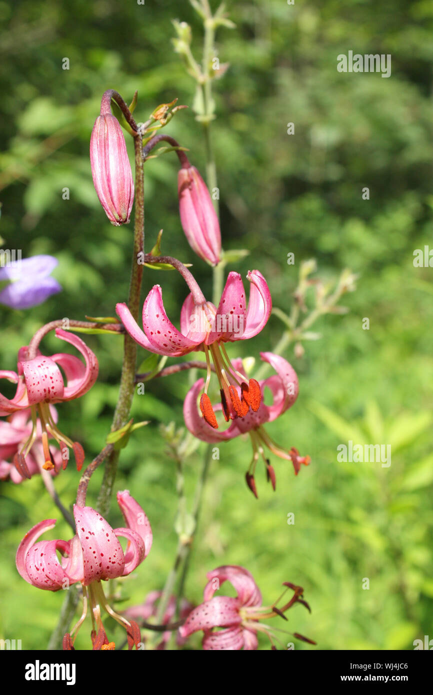 Wild lily Lilium martagon growing in Poland Stock Photo - Alamy