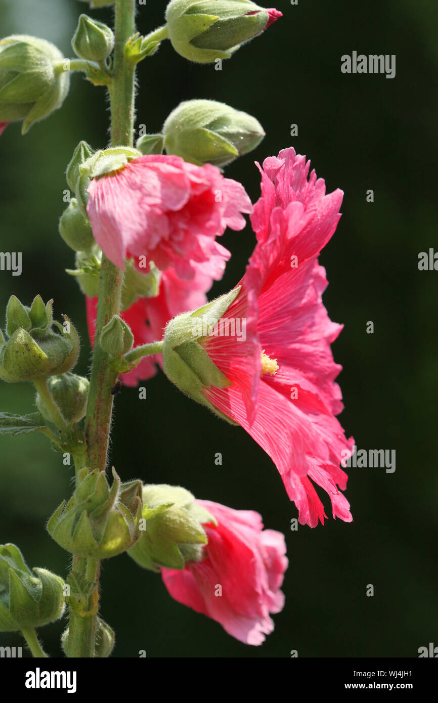 Pink mallow flower growing in the garden sun lighted Stock Photo - Alamy