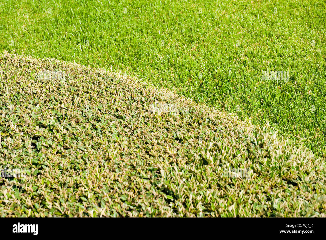 Abstract green shapes of grass and bush Stock Photo - Alamy