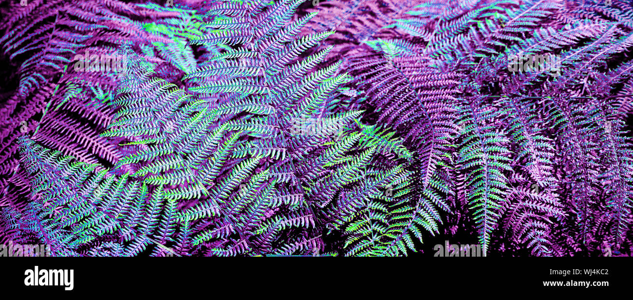 Natural fern pattern background made from bright colors green, blue and ...