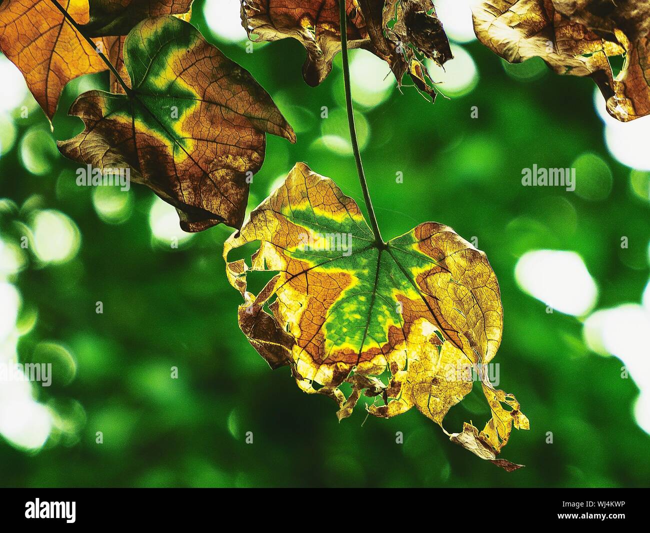 Leaf Hanging From Twig High Resolution Stock Photography and Images - Alamy