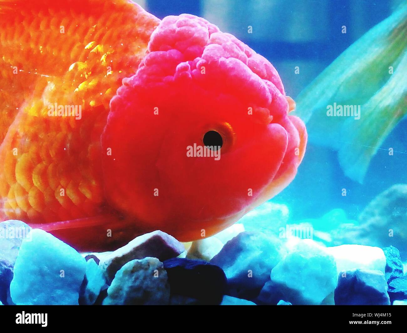 Oranda aquarium hi-res stock photography and images - Alamy