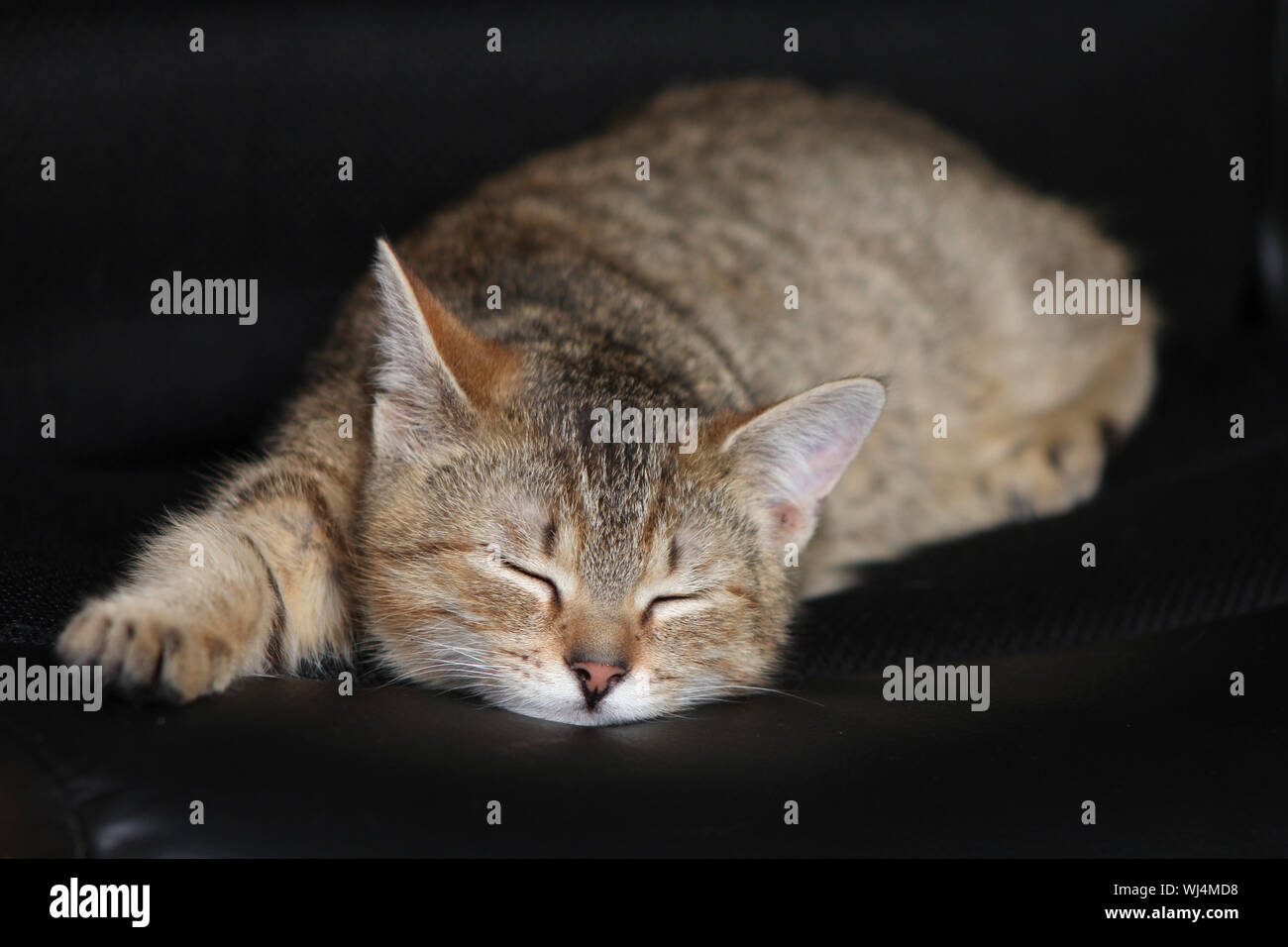 Sleeping tabby hi-res stock photography and images - Alamy