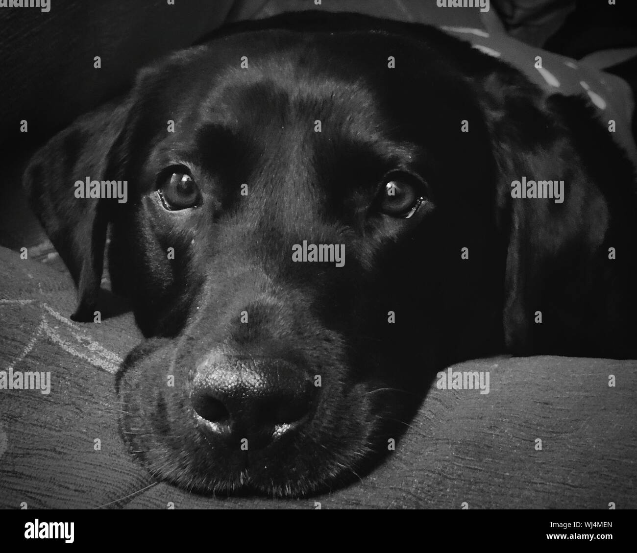 Black Labrador Retriever Lying Down High Resolution Stock Photography ...