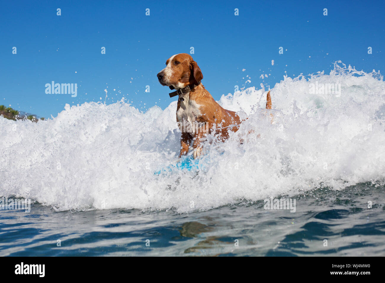 Dog surfing, riding ocean wave Stock Photo - Alamy