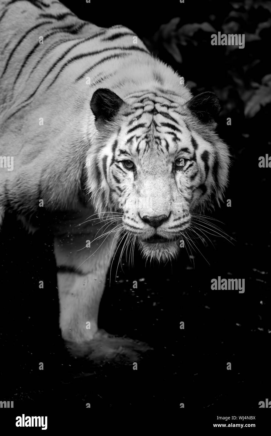 Black and white portrait of a White Tiger Stock Photo - Alamy