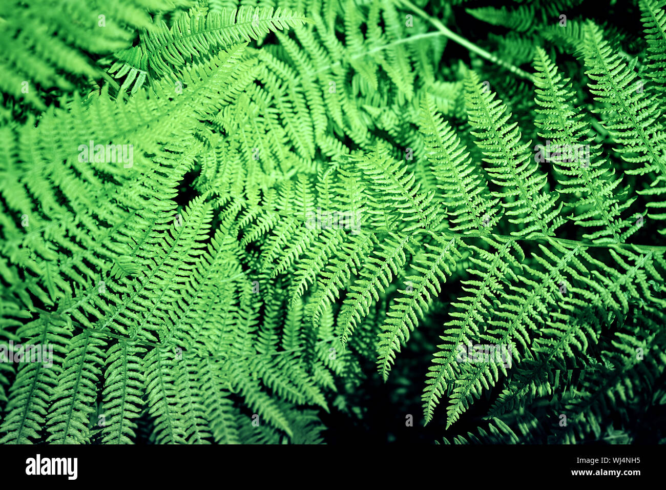 Natural fern pattern background made from bright green fern leaves ...