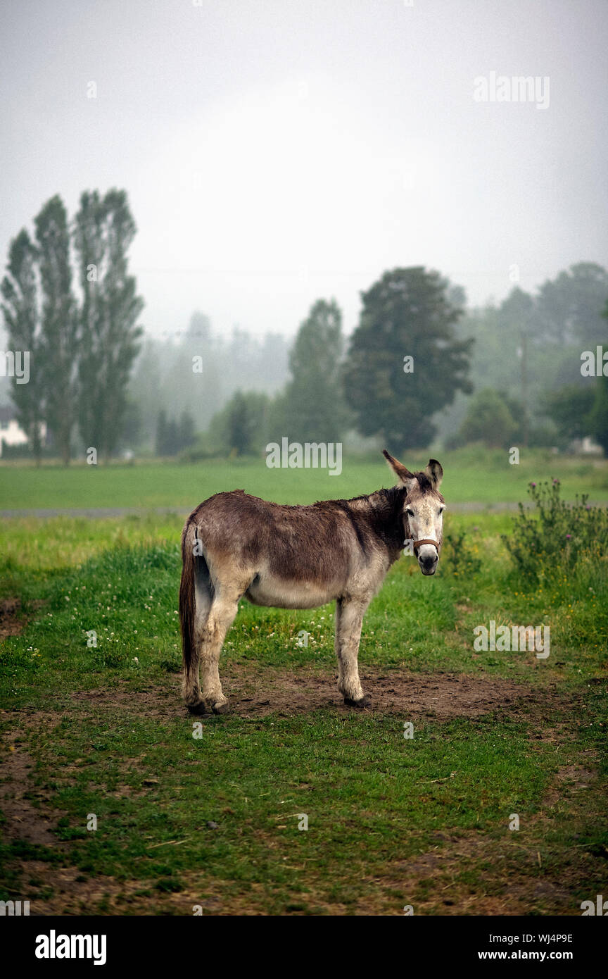 Donkey in columbia hi-res stock photography and images - Alamy