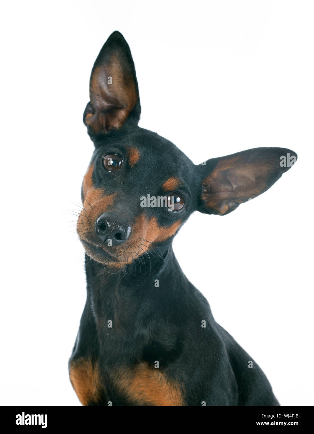 purebred miniature pinscher in front of white background Stock Photo ...
