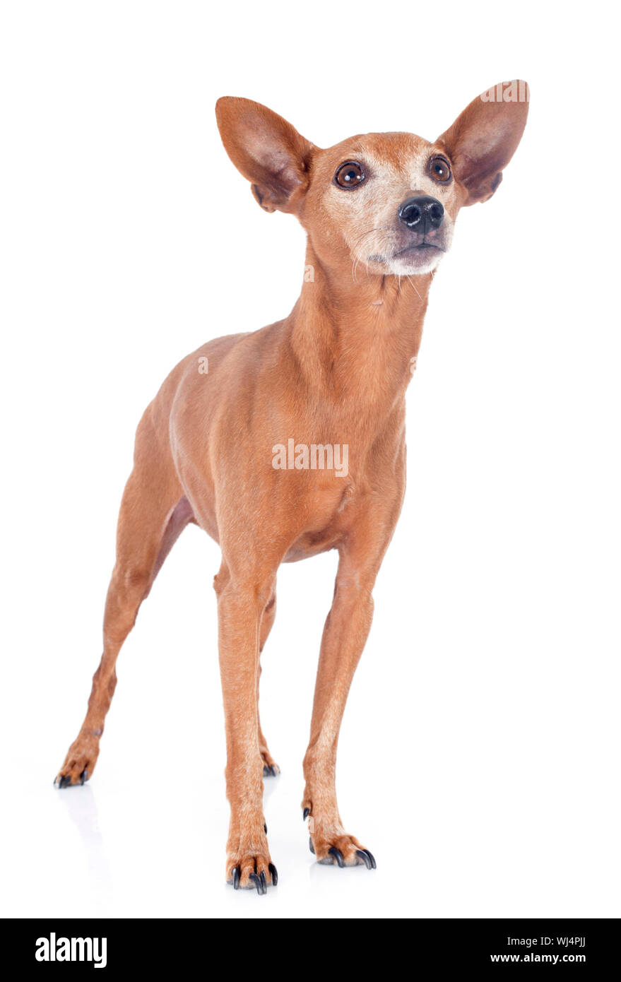 purebred miniature pinscher in front of white background Stock Photo ...
