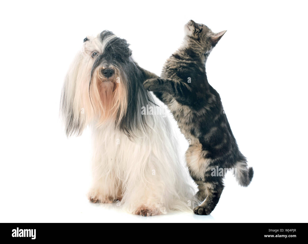 tibetan terrier and cat in front of white background Stock Photo - Alamy