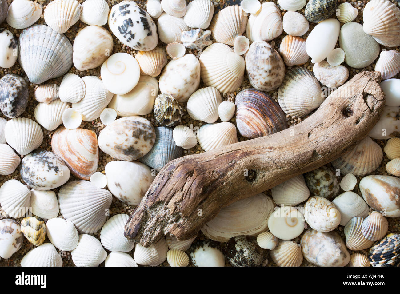Summer background with a beach covered with seashells and a piece of ...