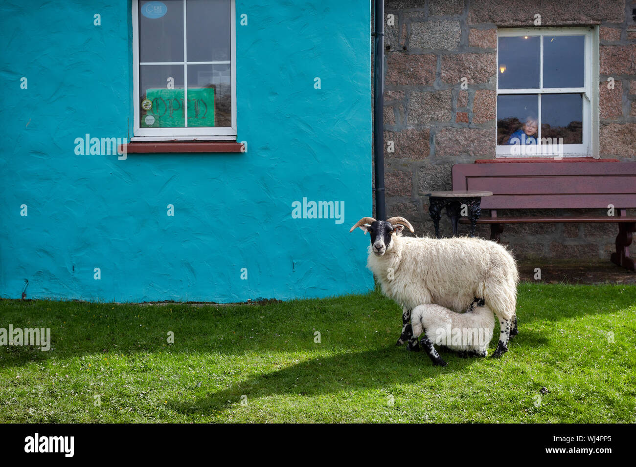 sheep outside a pub in mull Stock Photo - Alamy