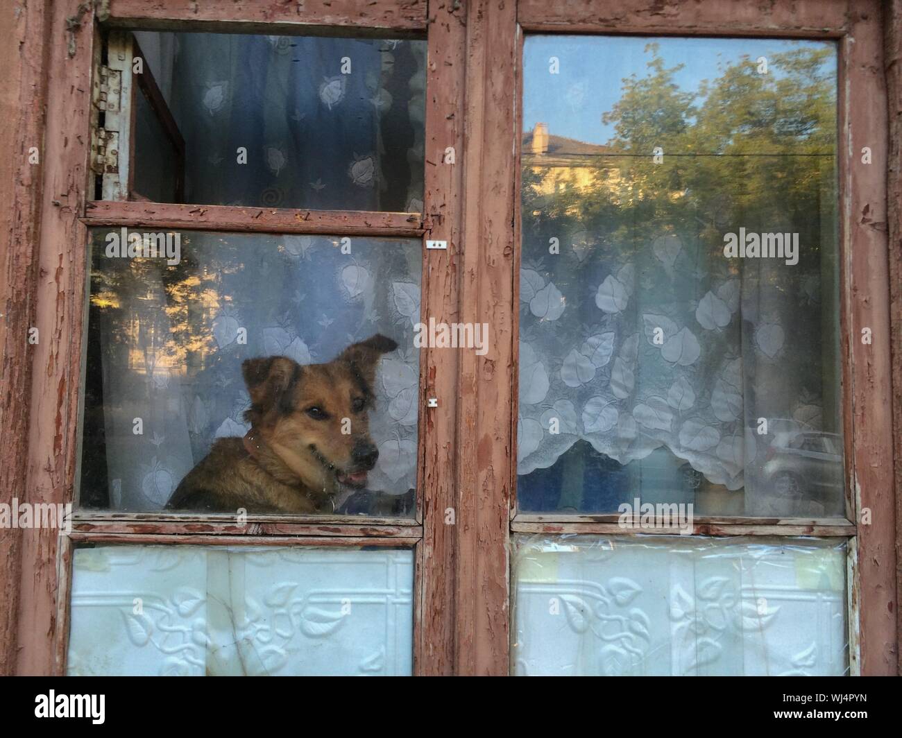 Dog reflection through window hi-res stock photography and images - Alamy