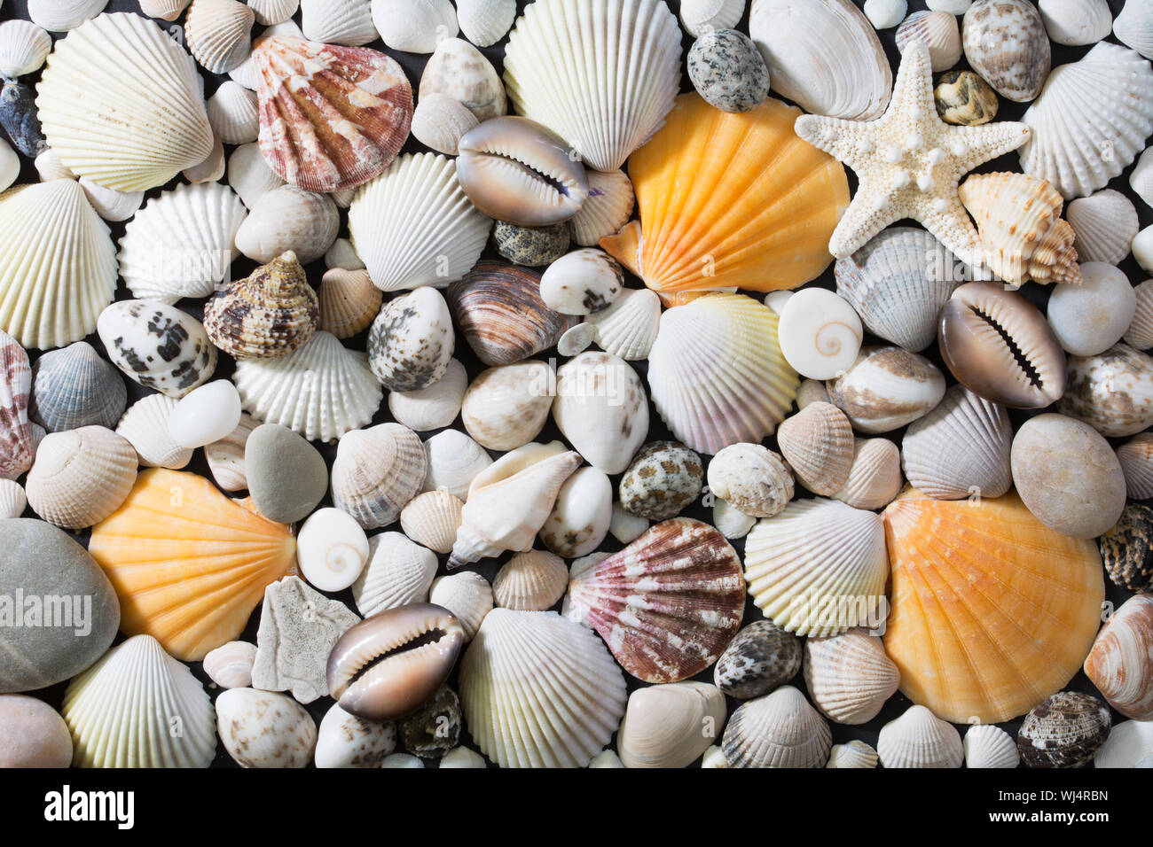 Fan Shaped Seashell at Joan Byrd blog