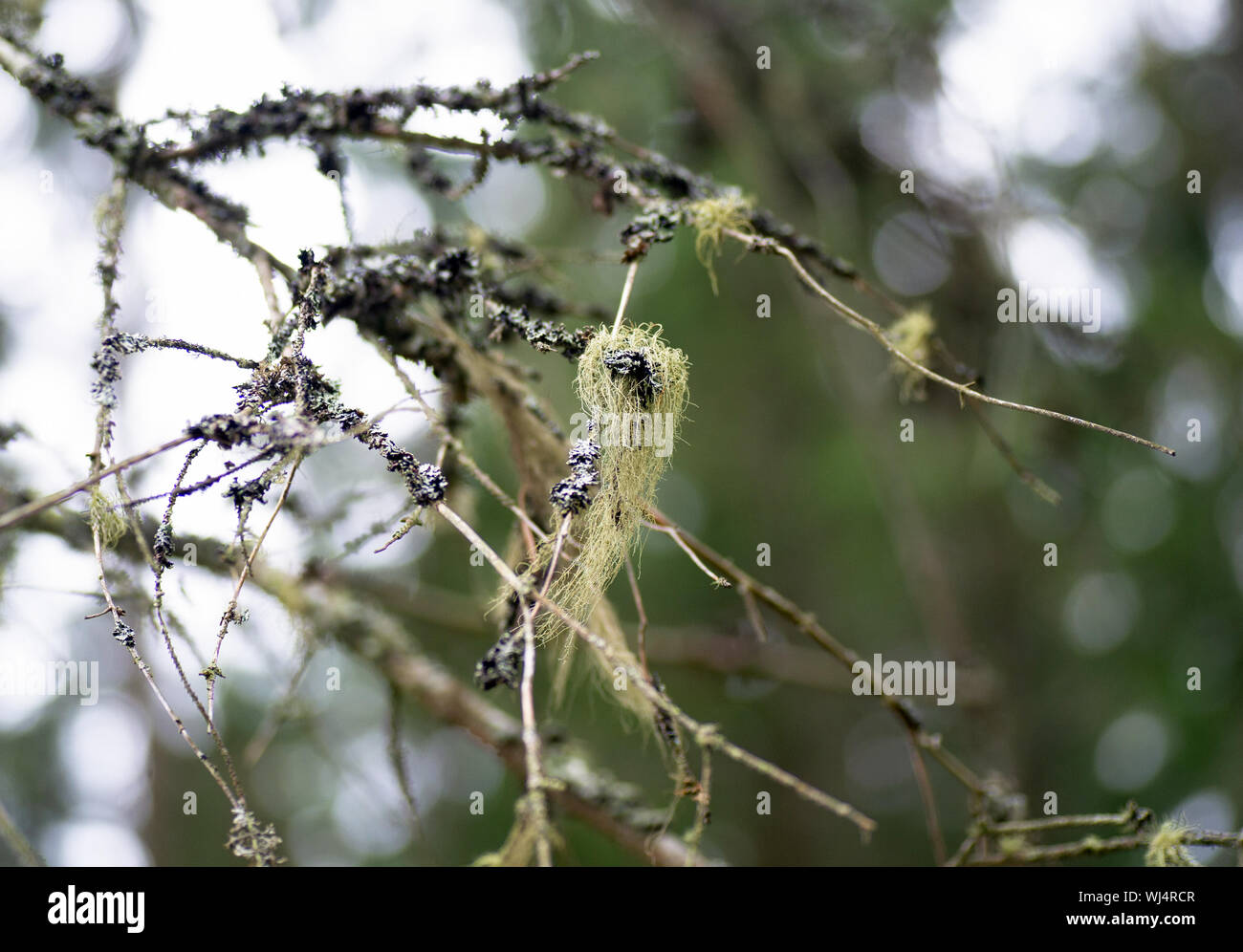 Beard lichen hanging on a coniferous tree in the forest - clean air ...