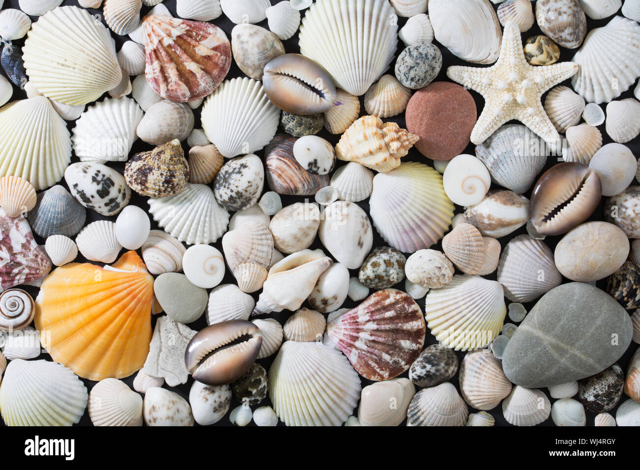 Seaside background with variety of colorful, orange, pink and white ...