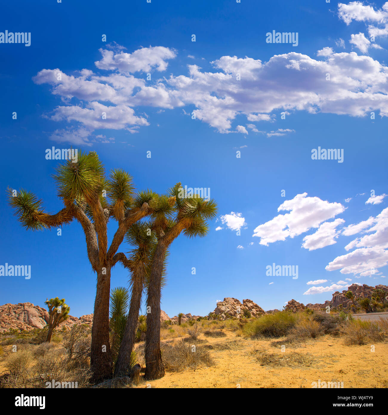 Joshua Tree National Park Yucca Valley in Mohave desert California USA ...