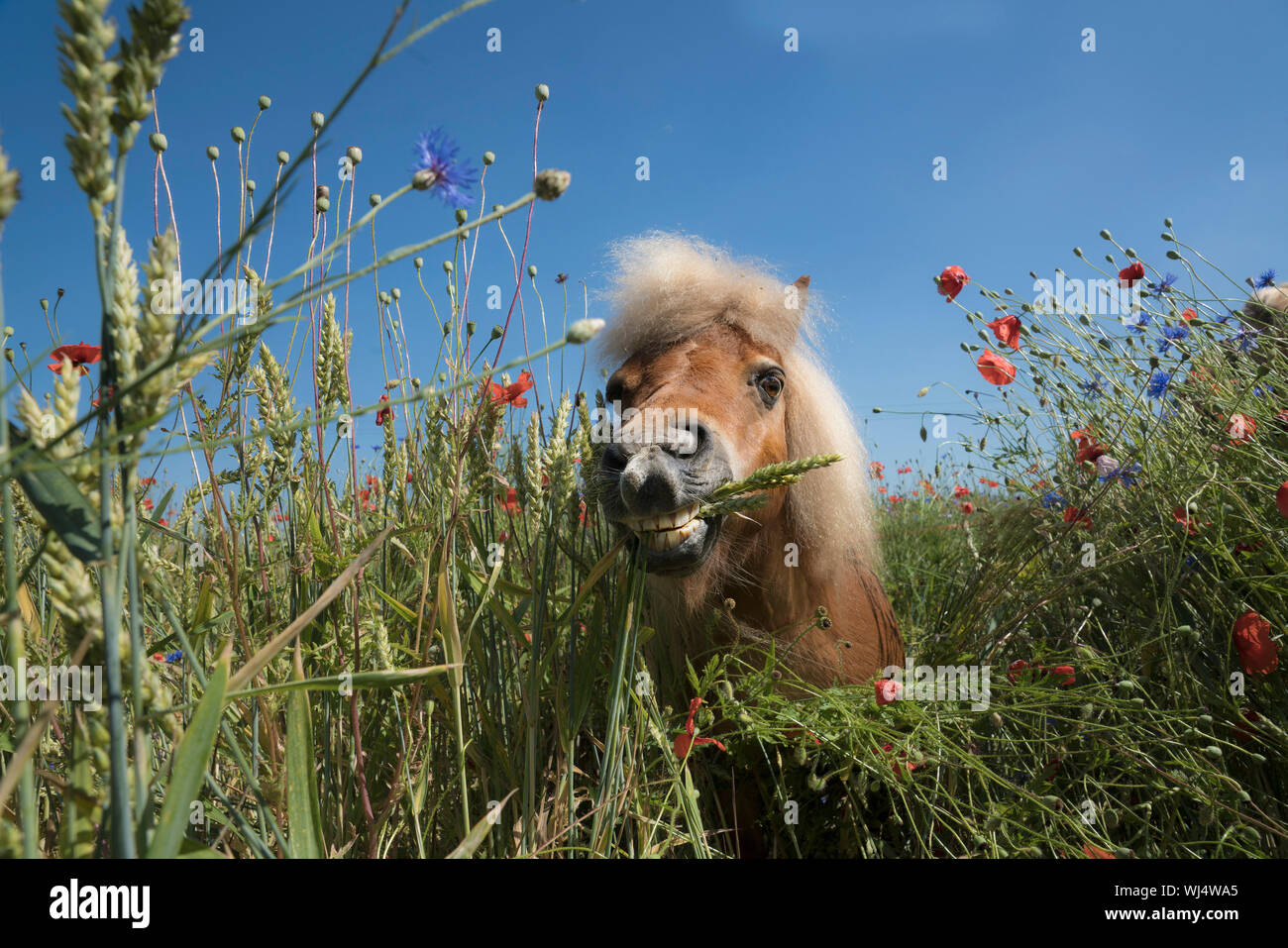 Portrait pony in sunny rural field with wildflowers Stock Photo - Alamy