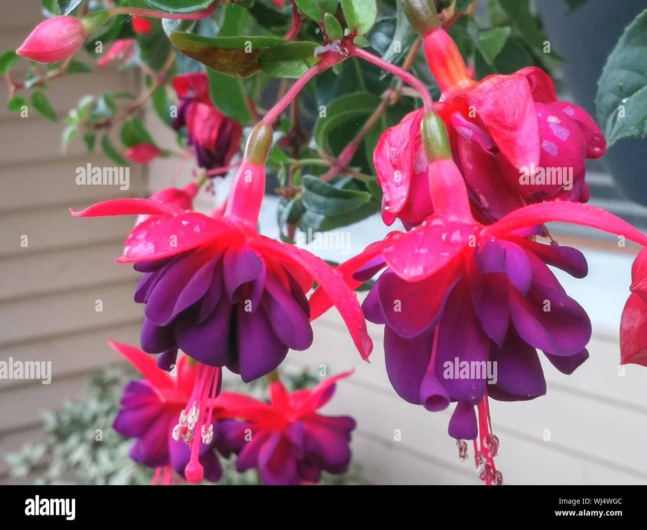 Color Fuschia High Resolution Stock Photography and Images - Alamy