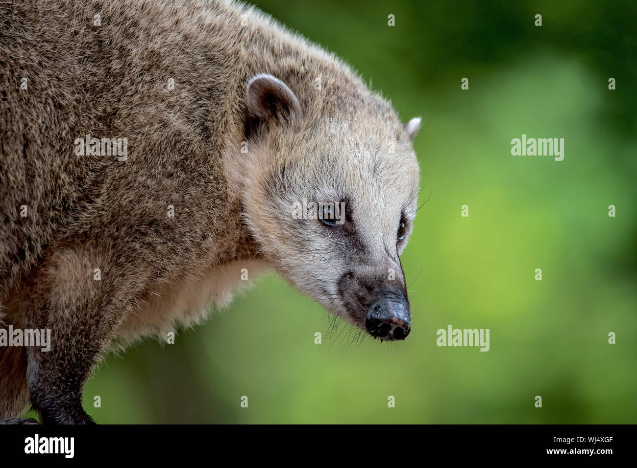 Coati Up Close High Resolution Stock Photography and Images - Alamy
