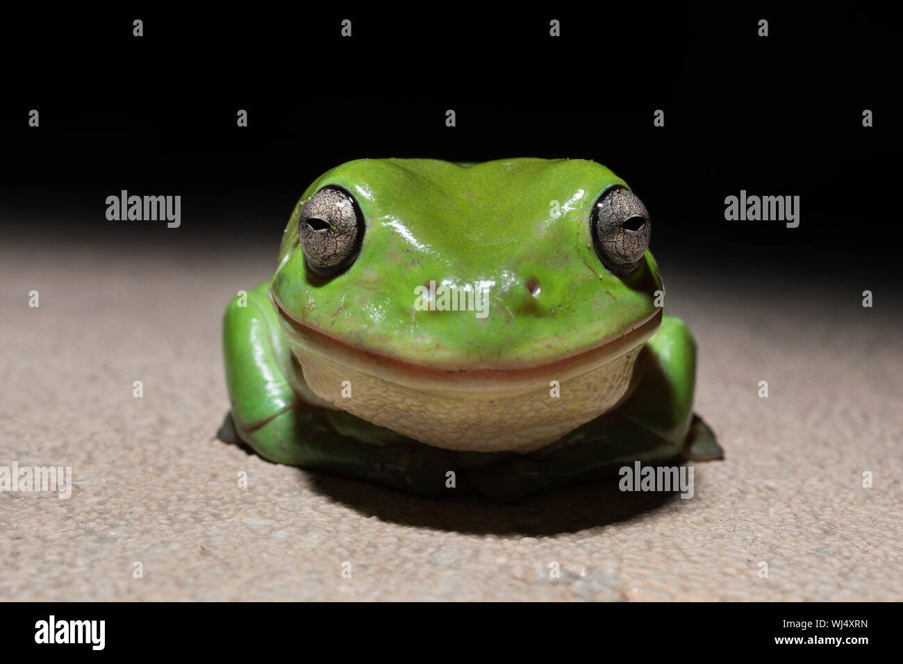 Frog smiling at camera hi-res stock photography and images - Alamy