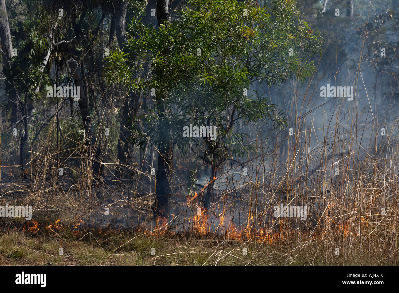 Preventative patch burning fire in woods, Kakadu National Park ...